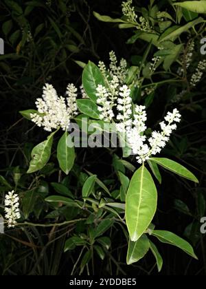 Formosan Sweetspire (Itea oldhamii Stock Photo - Alamy