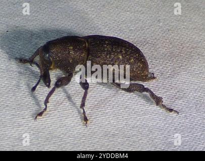 Pitch-eating Weevil (Pachylobius picivorus Stock Photo - Alamy