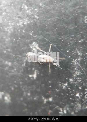 Minute Black Scavenger Flies (Scatopsidae Stock Photo - Alamy