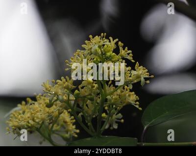 Chinese Hydrangea (Hydrangea chinensis Stock Photo - Alamy
