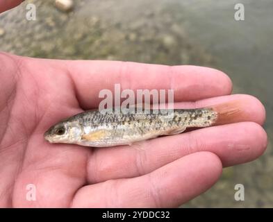 Central Stoneroller (Campostoma anomalum Stock Photo - Alamy