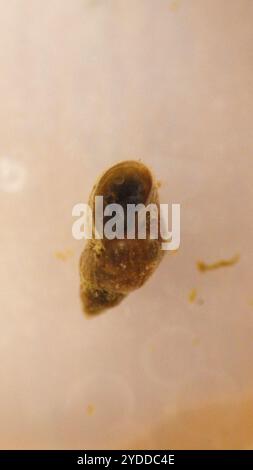Pond and Melantho Snails (Lymnaeidae Stock Photo - Alamy