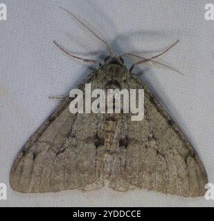 Small Phigalia Moth (Phigalia strigataria Stock Photo - Alamy