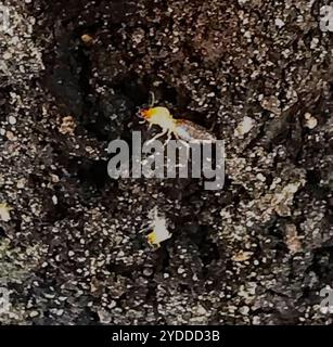 Blackmound Termite (Amitermes hastatus Stock Photo - Alamy