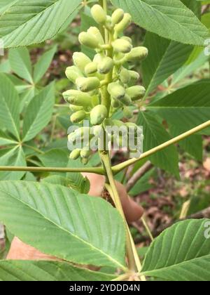 painted buckeye (Aesculus sylvatica Stock Photo - Alamy