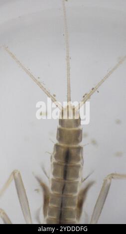 Carolina flat-headed mayfly (Stenacron carolina) Insecta Stock Photo ...