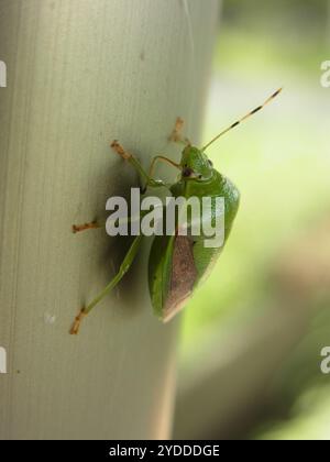 Oriental Stink Bug (Plautia stali Stock Photo - Alamy