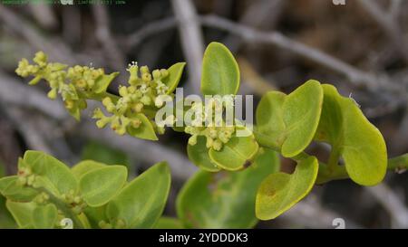 salt bush (Cryptocarpus pyriformis Stock Photo - Alamy