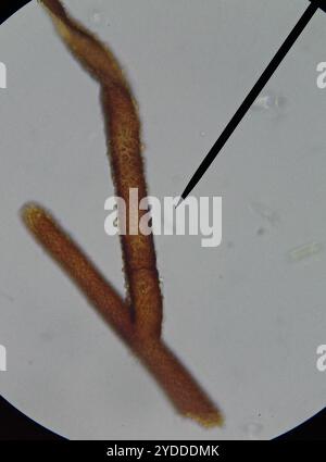 Tufted Thread-moss (Ptychostomum imbricatulum Stock Photo - Alamy