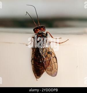 Web-spinning Sawflies (Pamphiliidae Stock Photo - Alamy