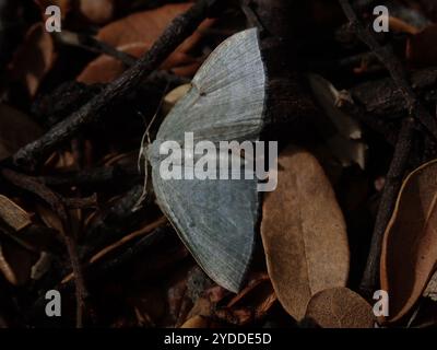 Native cranberry moth (Poecilasthena pulchraria), Insecta, Hobart TAS ...