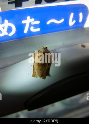Oriental tea tortrix moth (Homona magnanima Stock Photo - Alamy