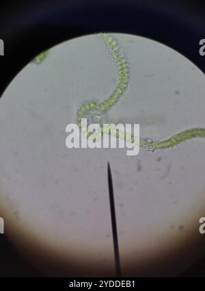 Smooth Bristle-moss (Lewinskya striata Stock Photo - Alamy