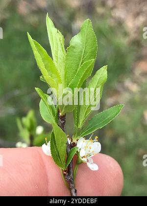 Creek plum (Prunus rivularis Stock Photo - Alamy