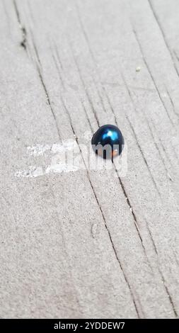 Metallic Blue Lady Beetle (Curinus coeruleus Stock Photo - Alamy