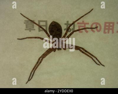 Pantropical Huntsman Spider (Heteropoda venatoria Stock Photo - Alamy