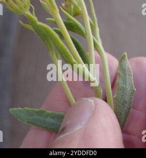 boneseed daisies (Osteospermum Stock Photo - Alamy