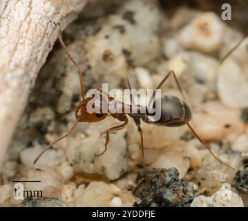 Mimicus-flaviceps-group Honeypot Ants (Myrmecocystus mimicus Stock ...
