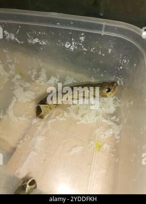 Common Striped Hawkmoth (Hippotion eson Stock Photo - Alamy