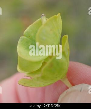 Wild Spurge (Euphorbia natalensis Stock Photo - Alamy