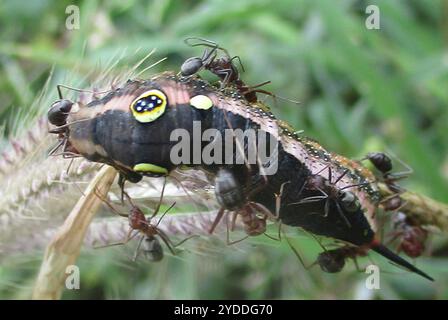 Large Pugnacious Ant (Anoplolepis custodiens Stock Photo - Alamy