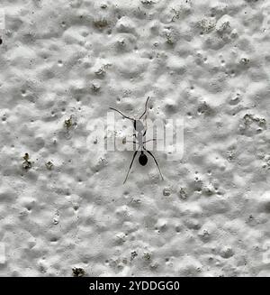 Collared Ants (Aphaenogaster Stock Photo - Alamy
