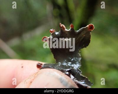 Blacksaddle pelt lichen (Peltigera neckeri) Fungi Stock Photo - Alamy