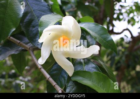 milky way tree (Tabernaemontana litoralis Stock Photo - Alamy