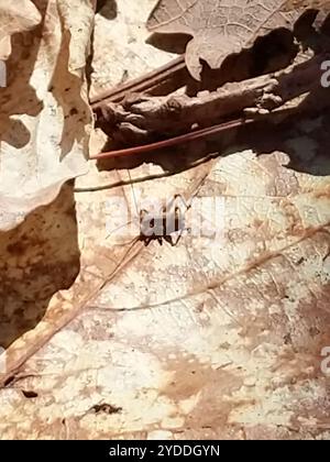 Eastern Shieldbacks (Atlanticus Stock Photo - Alamy