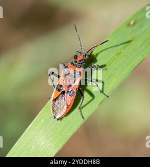 Spotted Firebug (Corizus hyoscyami Stock Photo - Alamy