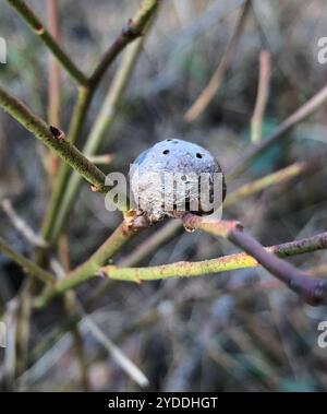 Blueberry Stem Gall Wasp (Hemadas nubilipennis Stock Photo - Alamy