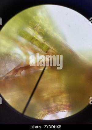 Syed's Thread-moss (Ptychostomum moravicum Stock Photo - Alamy