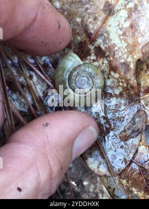 Gray-foot Lancetooth Snail (Haplotrema concavum Stock Photo - Alamy
