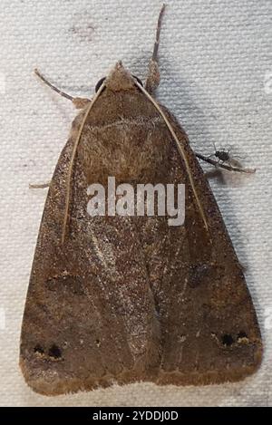 Black-dotted Brown (Cissusa spadix Stock Photo - Alamy