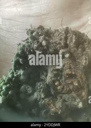 Alder Root Gall Bacteria (Frankia alni Stock Photo - Alamy