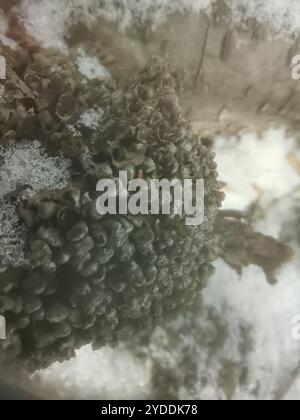 Alder Root Gall Bacteria (Frankia alni Stock Photo - Alamy