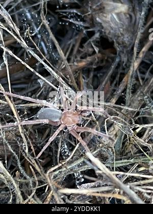 False Wolf Spiders (Zoropsidae Stock Photo - Alamy