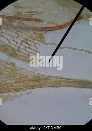 Tufted Thread-moss (Ptychostomum imbricatulum Stock Photo - Alamy