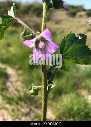 Cretan mallow (Malva multiflora Stock Photo - Alamy