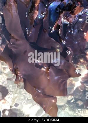 splendid iridescent seaweed (Mazzaella splendens Stock Photo - Alamy