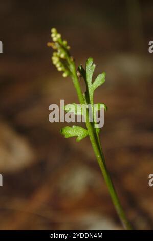 matricary grapefern (Botrychium matricariifolium Stock Photo - Alamy