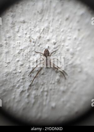 Octopus Spiders (Tmarus Stock Photo - Alamy