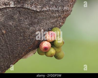 Japanese Superb Fig (Ficus subpisocarpa Stock Photo - Alamy