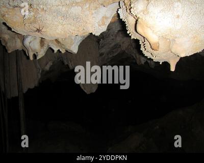 Chillagoe Cave Huntsman (Yiinthi chillagoe Stock Photo - Alamy