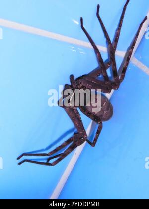 Pantropical Huntsman Spider (Heteropoda venatoria Stock Photo - Alamy