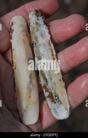 Pod Razor (Pharus legumen Stock Photo - Alamy