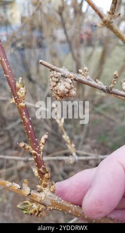 Olive Knot (Pseudomonas savastanoi Stock Photo - Alamy