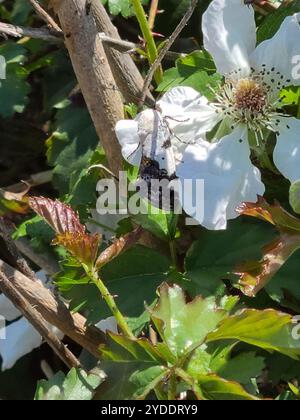 Exposed Bird Dropping Moth (Tarache aprica Stock Photo - Alamy