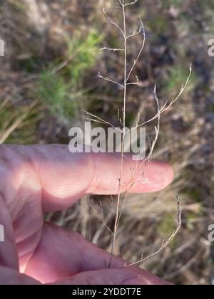 African love grass (Eragrostis curvula) Plantae Stock Photo - Alamy