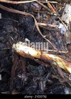 fly poison (Amianthium muscitoxicum Stock Photo - Alamy